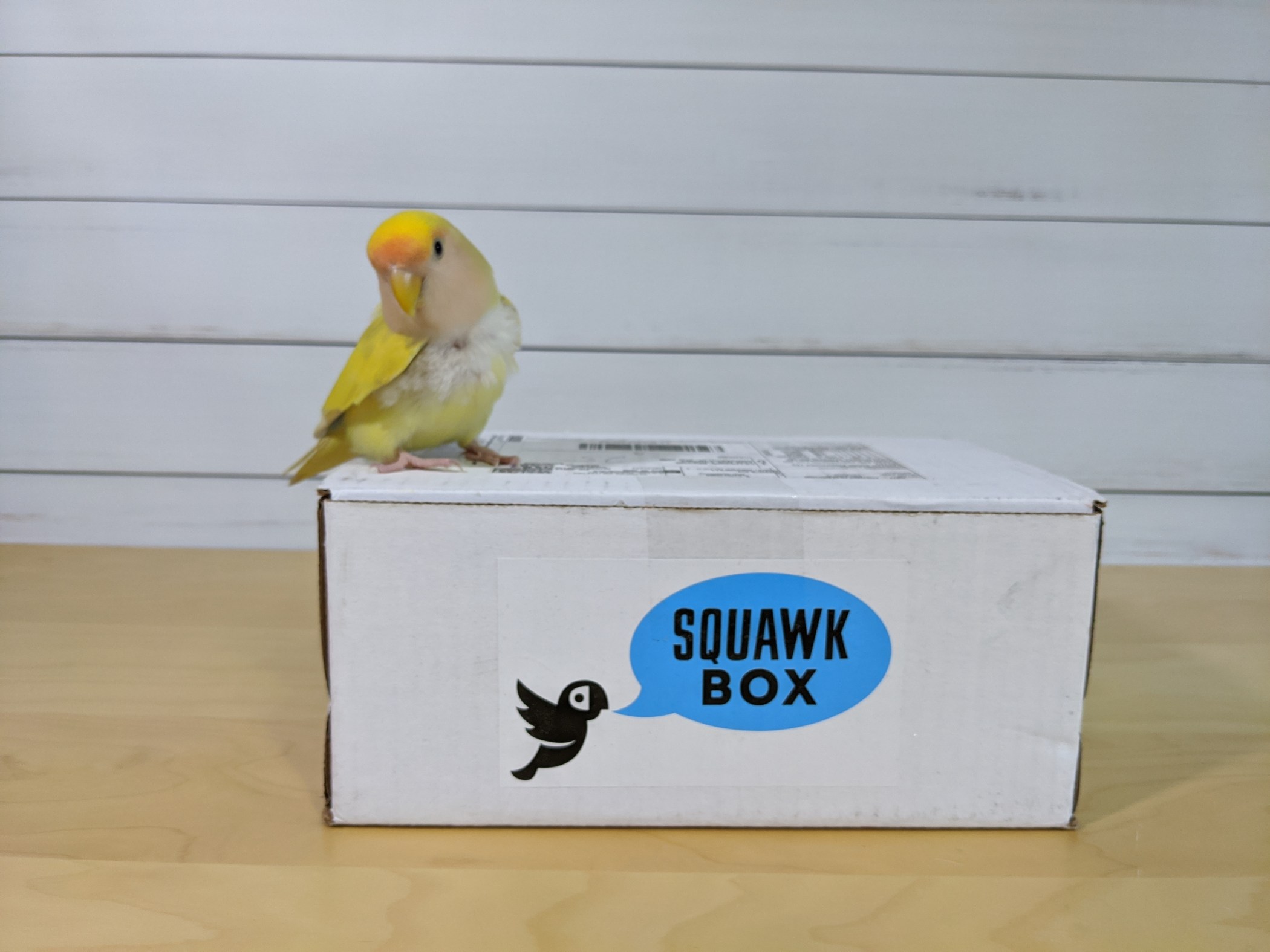Squawk Box June 2020 Subscription Review - Hello Subscription