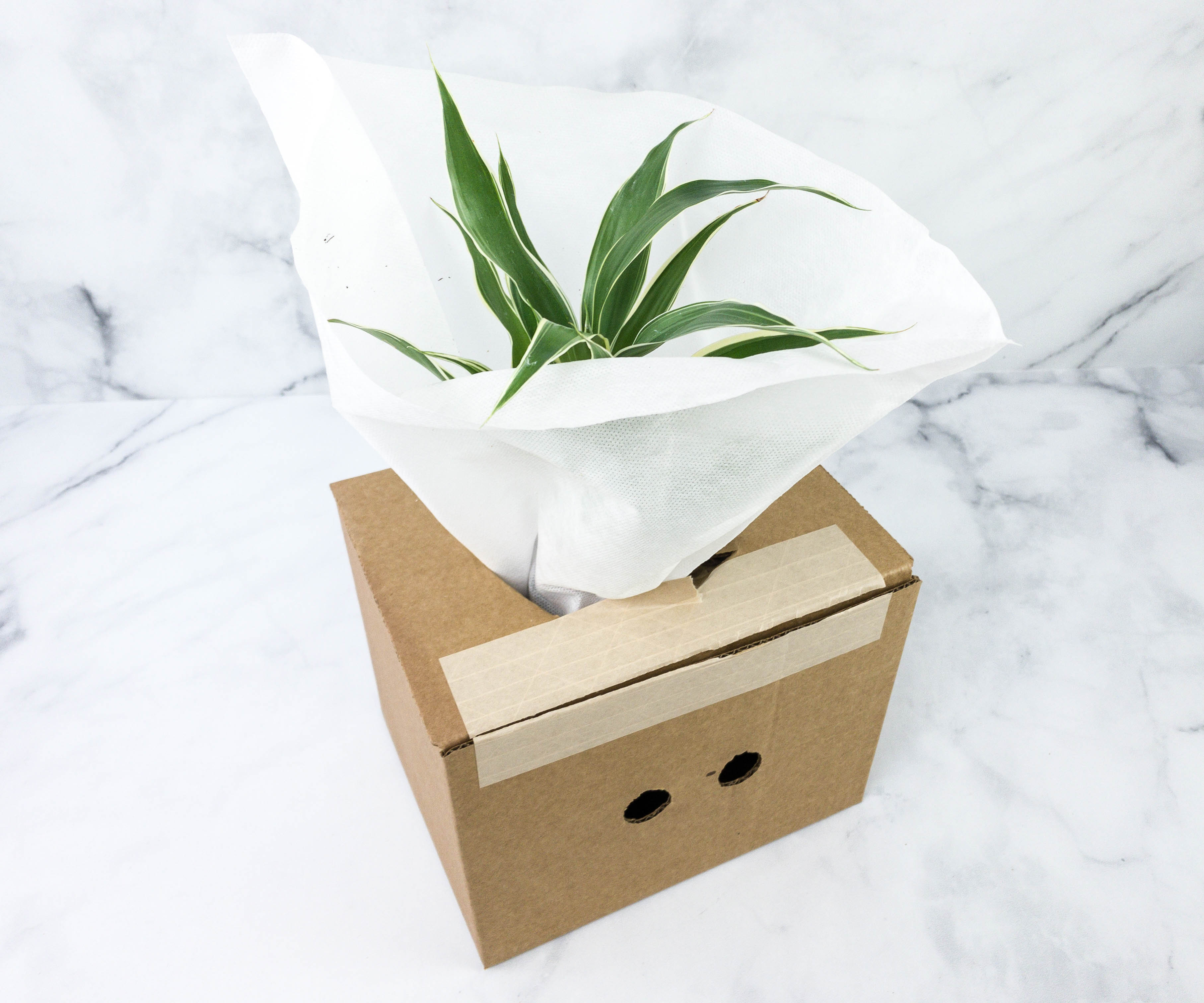 The Plant Club Subscription Box Review - January 2021 - Hello Subscription