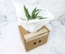 The Plant Club Subscription Box Review - January 2021 - Hello Subscription