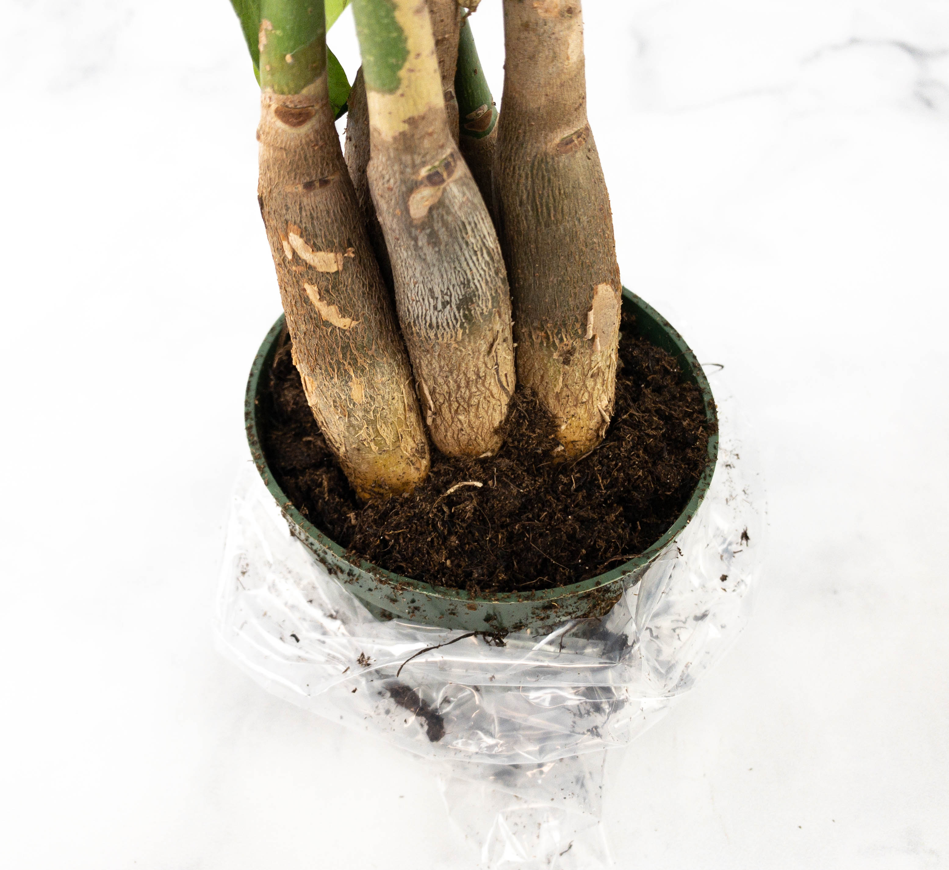 The Plant Club Subscription Box Review + Coupon - March 2021 - Hello ...