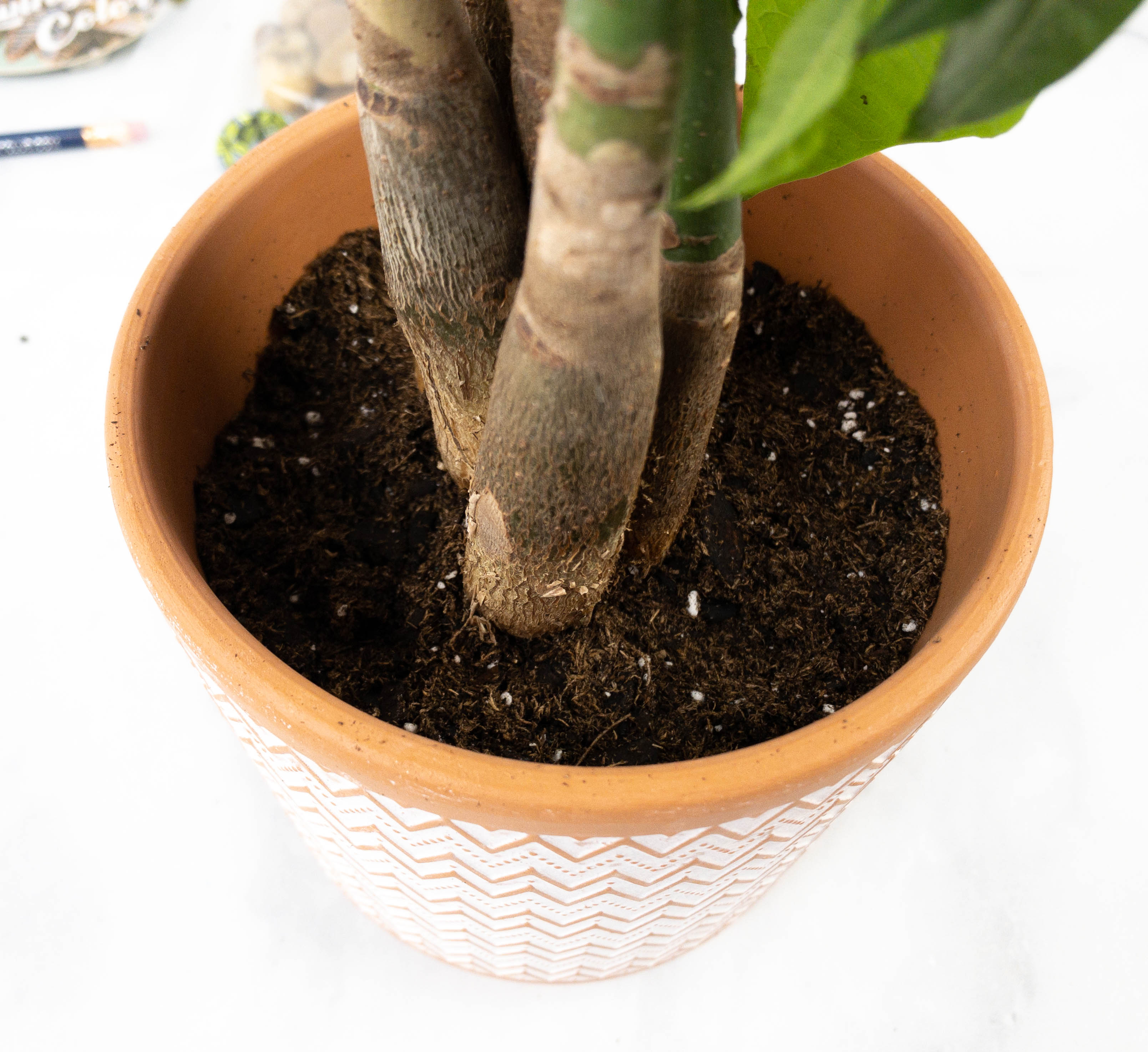 The Plant Club Subscription Box Review + Coupon - March 2021 - Hello ...