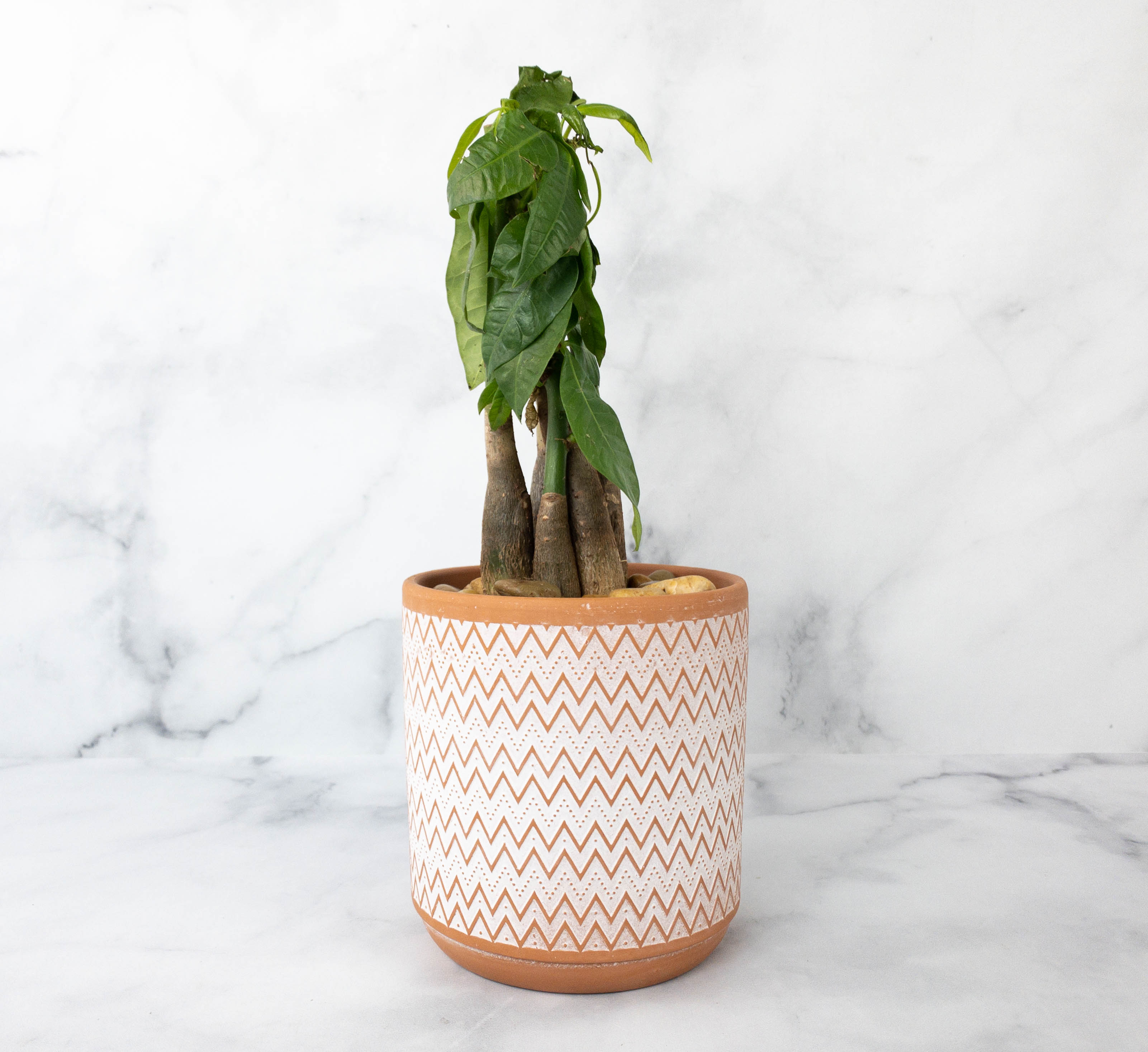 The Plant Club Subscription Box Review + Coupon - March 2021 - Hello ...