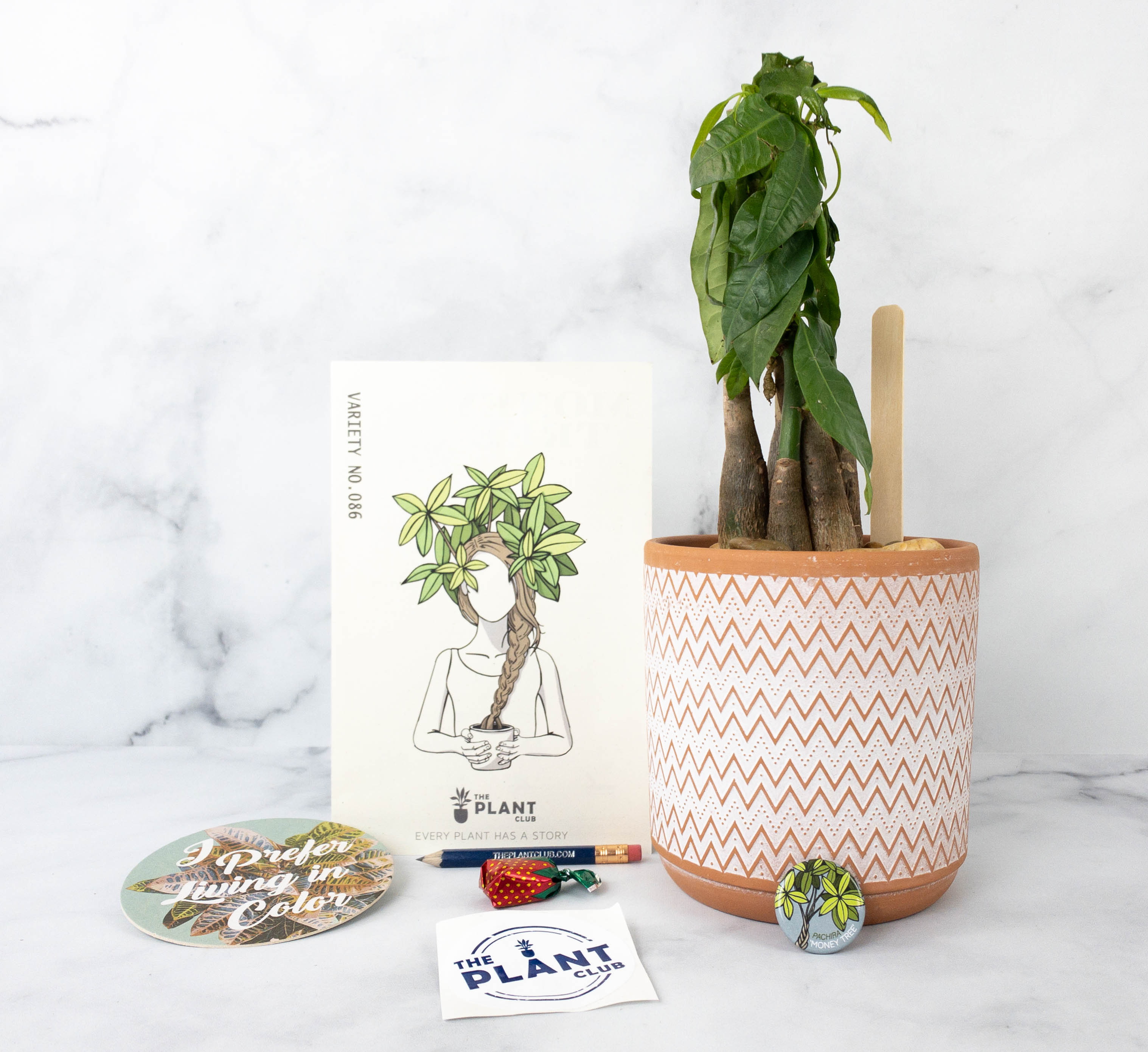 The Plant Club Subscription Box Review + Coupon - March 2021 - Hello ...