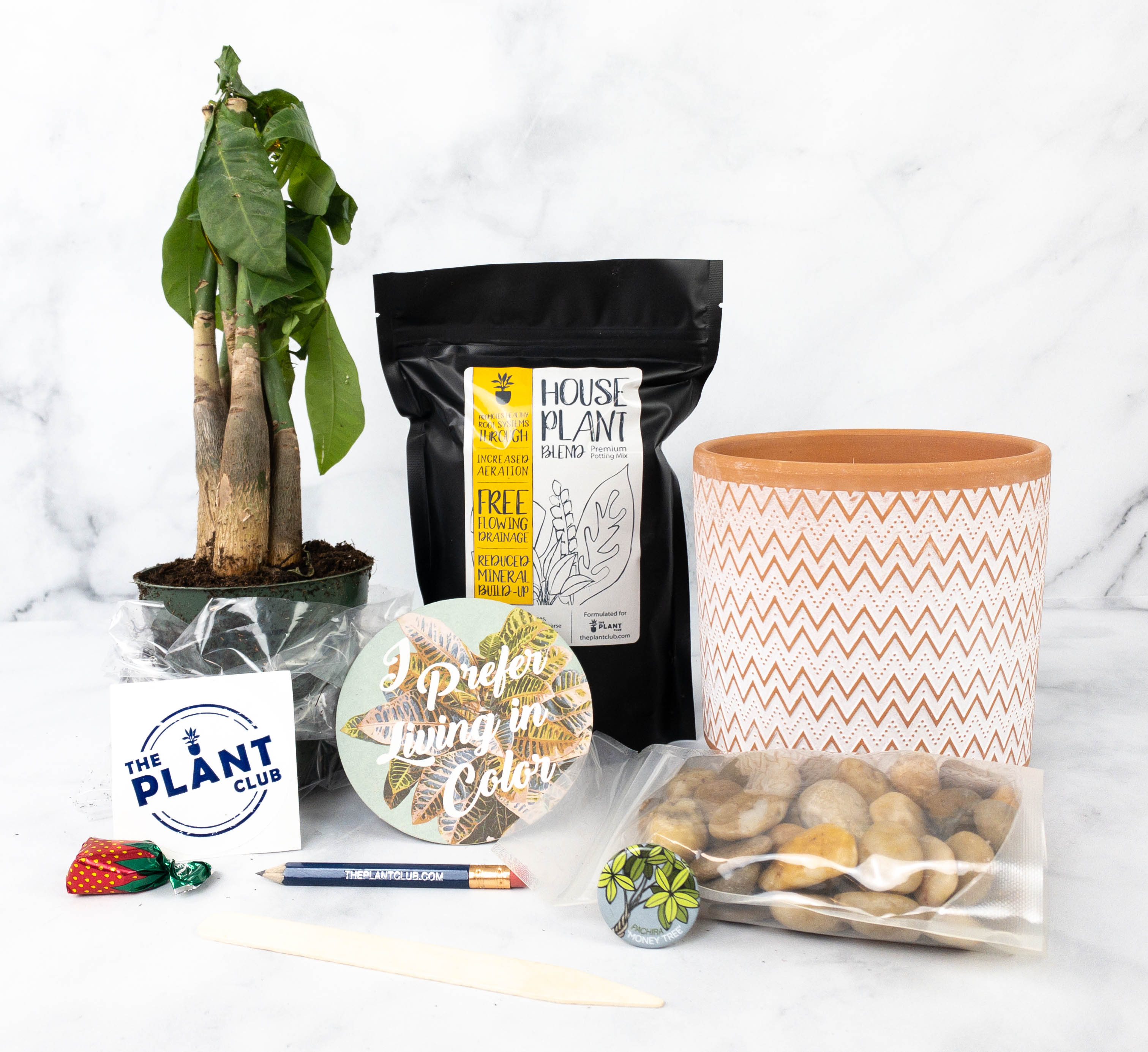 The Plant Club Subscription Box Review + Coupon - March 2021 - Hello ...