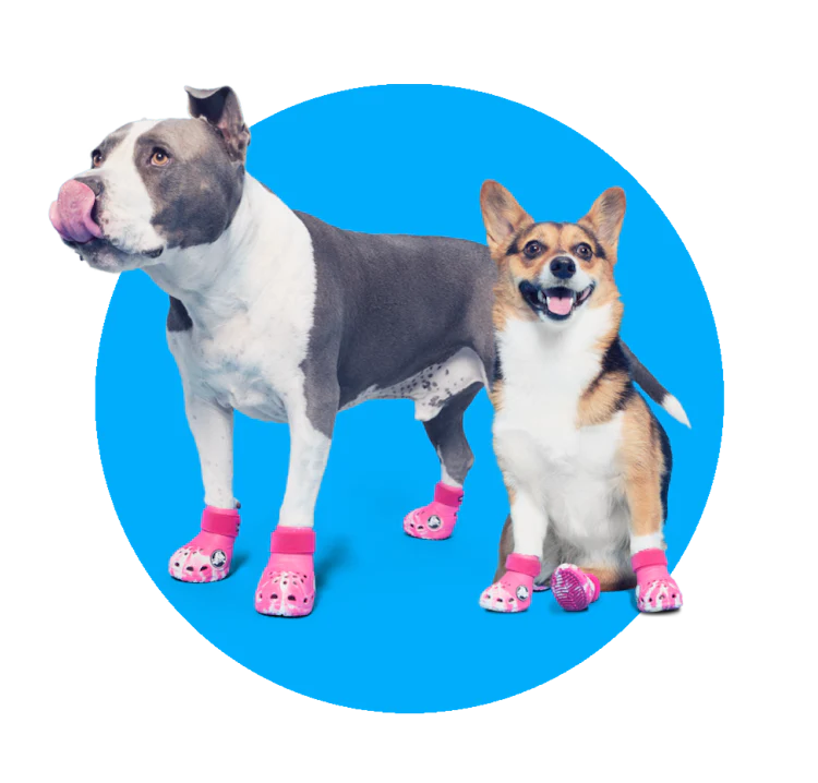 BarkBox & Super Chewer Coupon: FREE Crocs For Dogs With First Box of ...