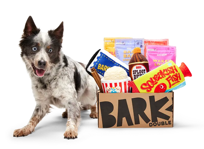 Dogs Everywhere Are Begging for BarkBox: 4 Reasons Dog Owners Love It ...