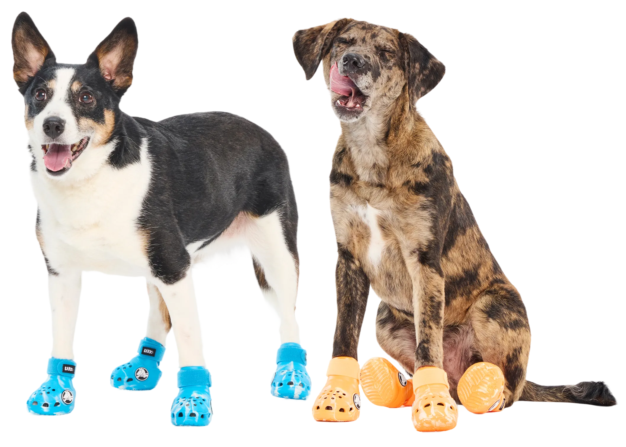 BarkBox & Super Chewer Coupon: FREE Crocs For Dogs With First Box of ...